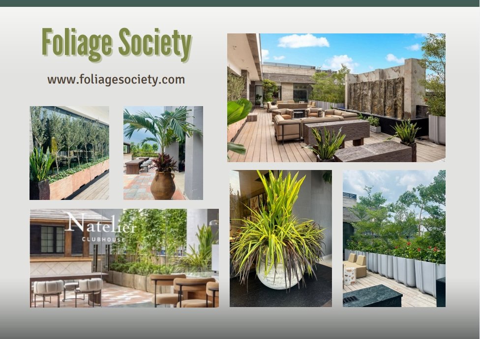 Foliage Society: Transforming Corporate Workspaces into Green Havens ...