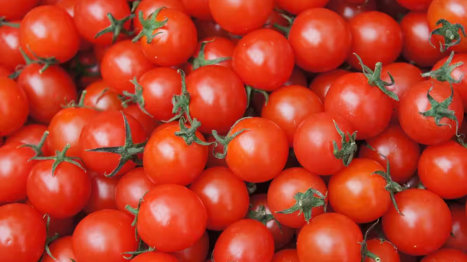 "Centre Reports Over 22% Drop in Tomato Prices in One Month" - Digital ...